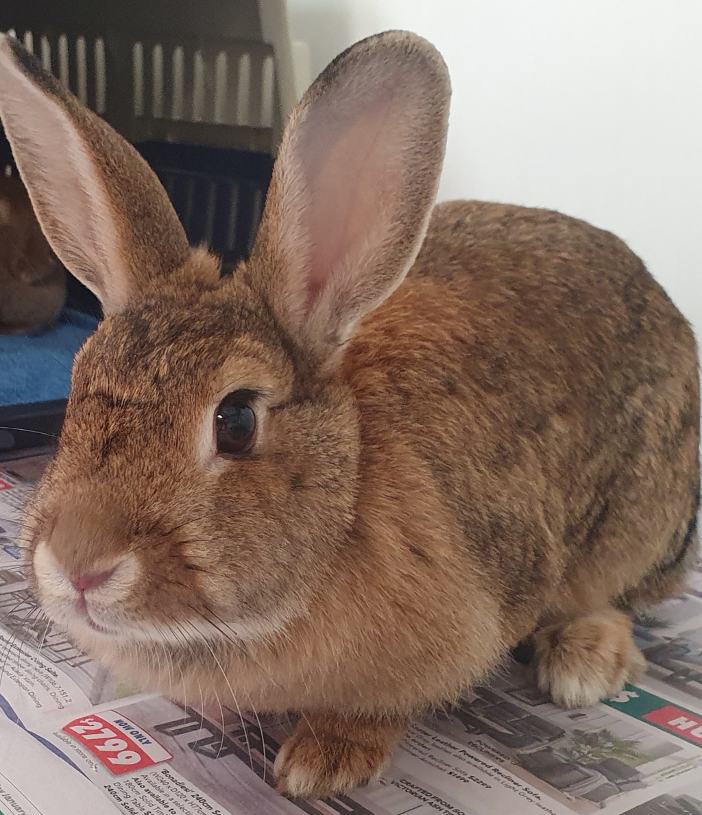 Imogene - Female Bunny Rabbit Mix Rabbit in VIC - PetRescue