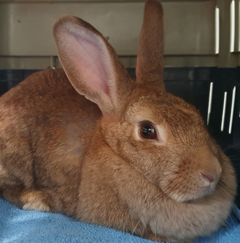 Mrs Masel - Female Bunny Rabbit Mix Rabbit in VIC - PetRescue