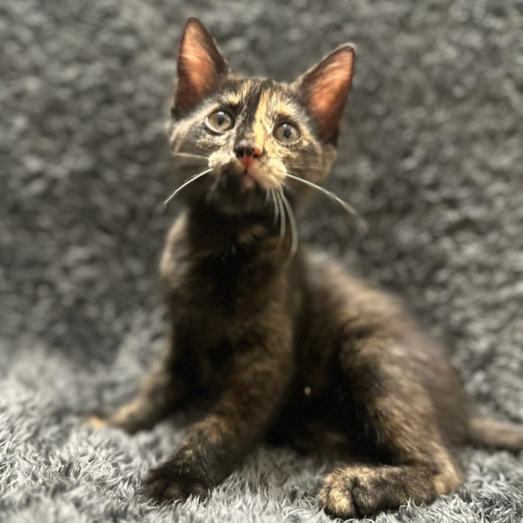 Biscoff - Female Domestic Short Hair Cat in WA - PetRescue