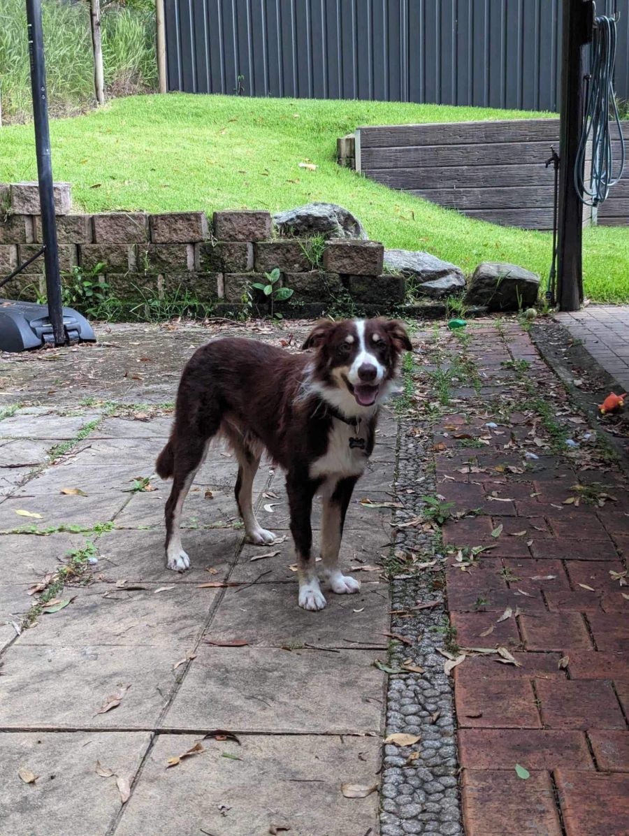 Rusty - Medium Male Border Collie Dog in NSW - PetRescue