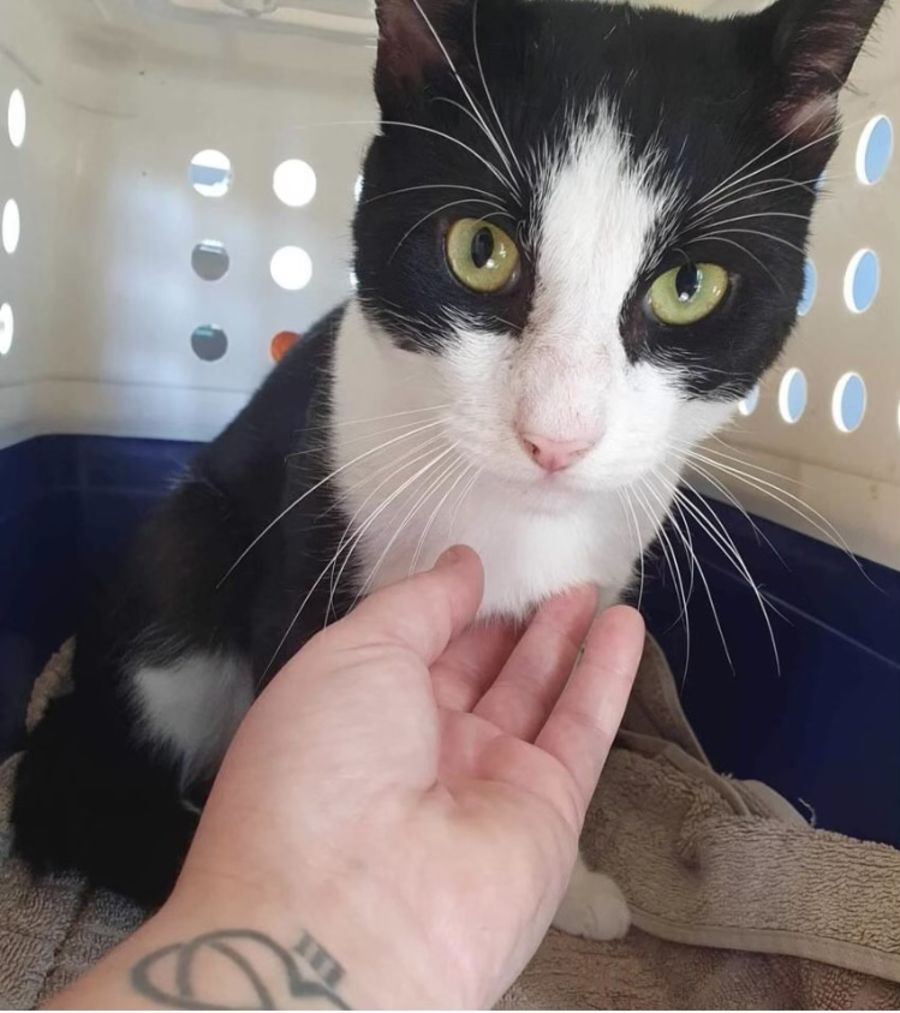 Ginger Ninja Animal Rescue - PetRescue