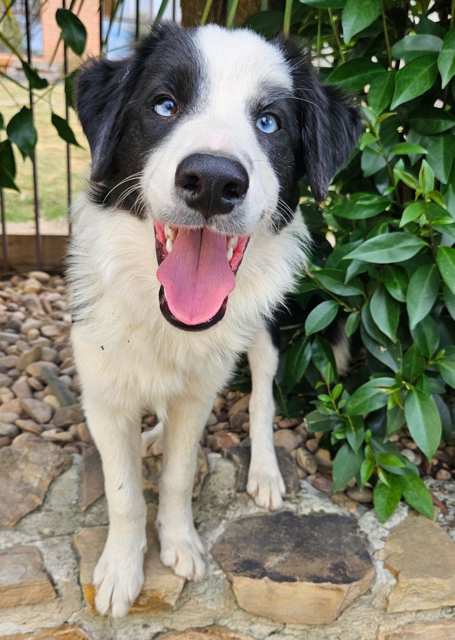 Sambo - Medium Male Border Collie Dog in ACT - PetRescue