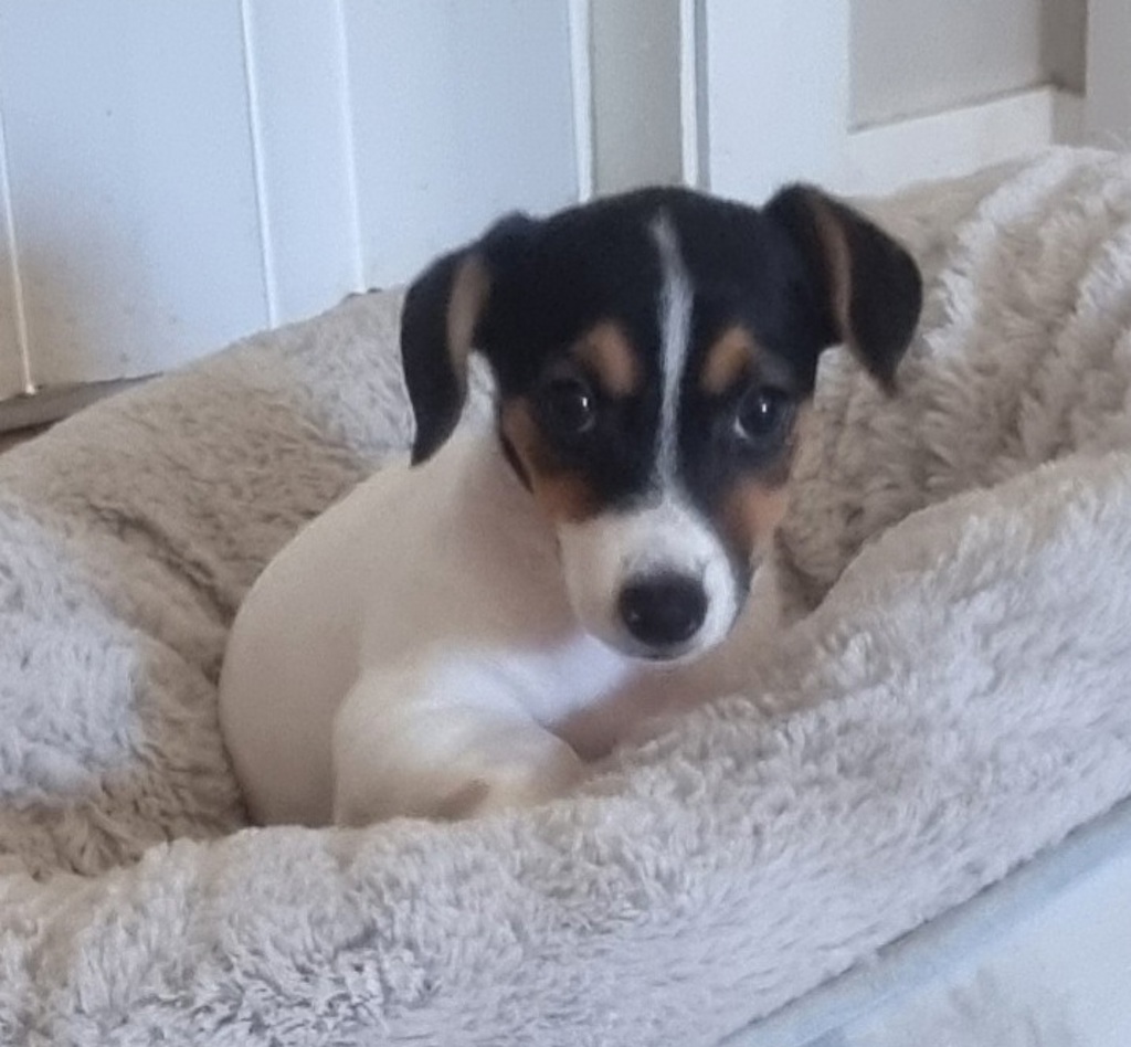 Shelley - Small Female Fox Terrier x Mini Foxie Mix Dog in NSW - PetRescue