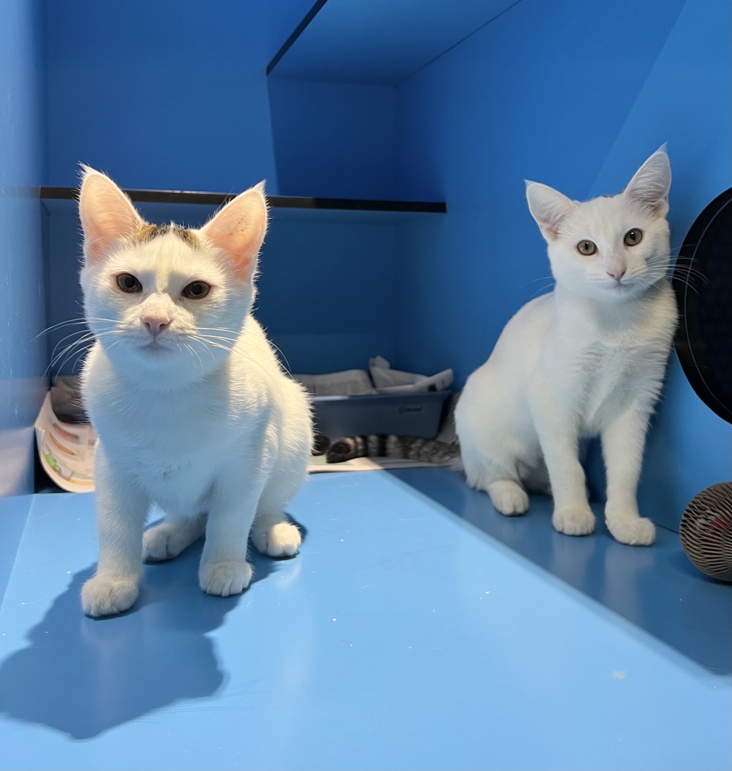 Thelma (bonded with Louise) - Female Domestic Short Hair Cat in VIC ...
