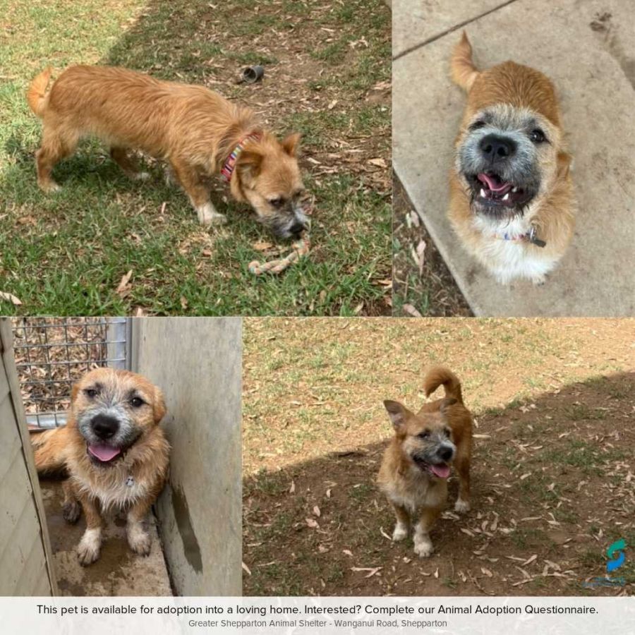 Charlie - Small Male Terrier x Smithfield Cattle Dog Mix Dog in VIC ...