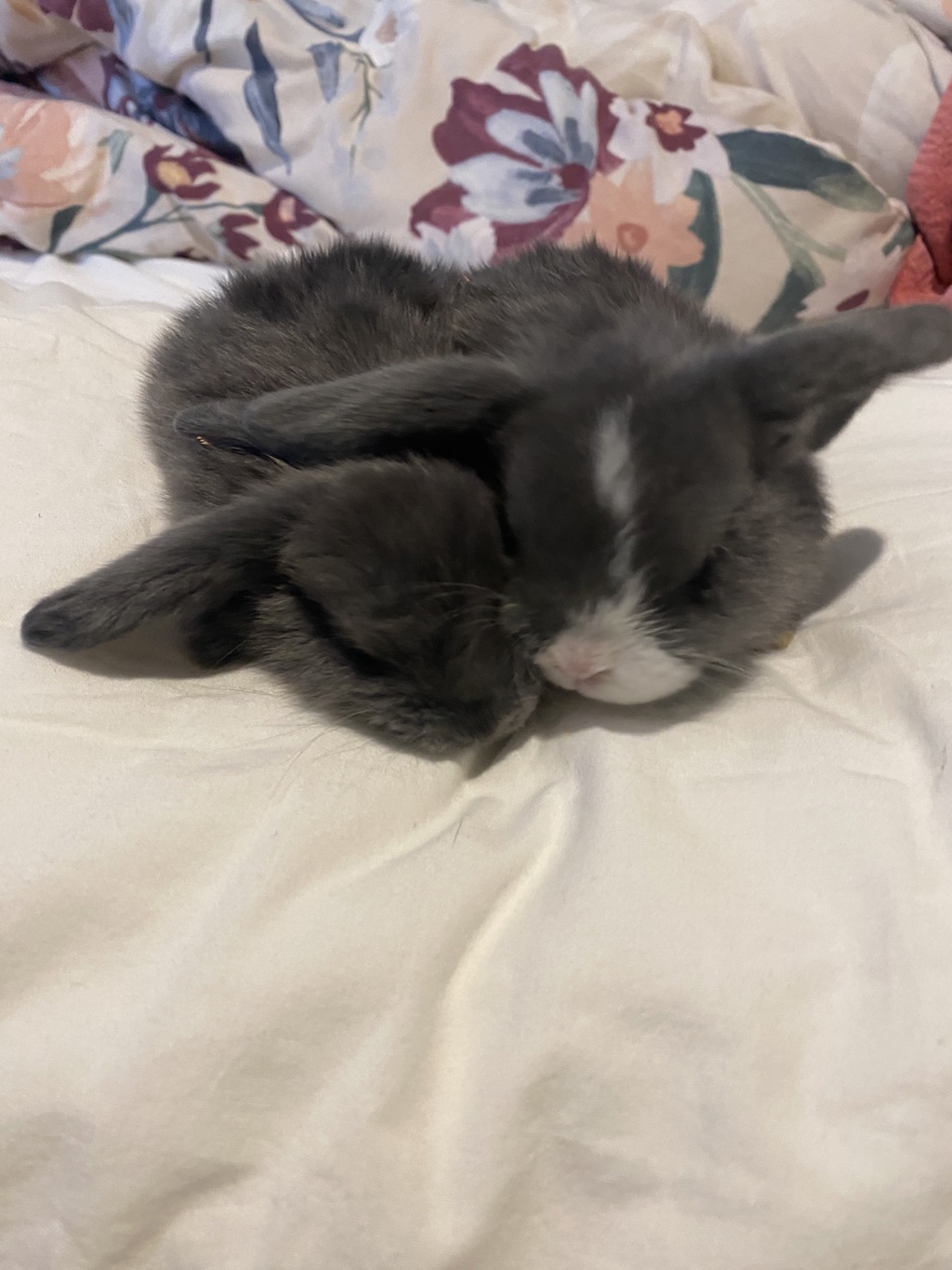 Georgie - Female Lop Eared Mix Rabbit in ACT - PetRescue