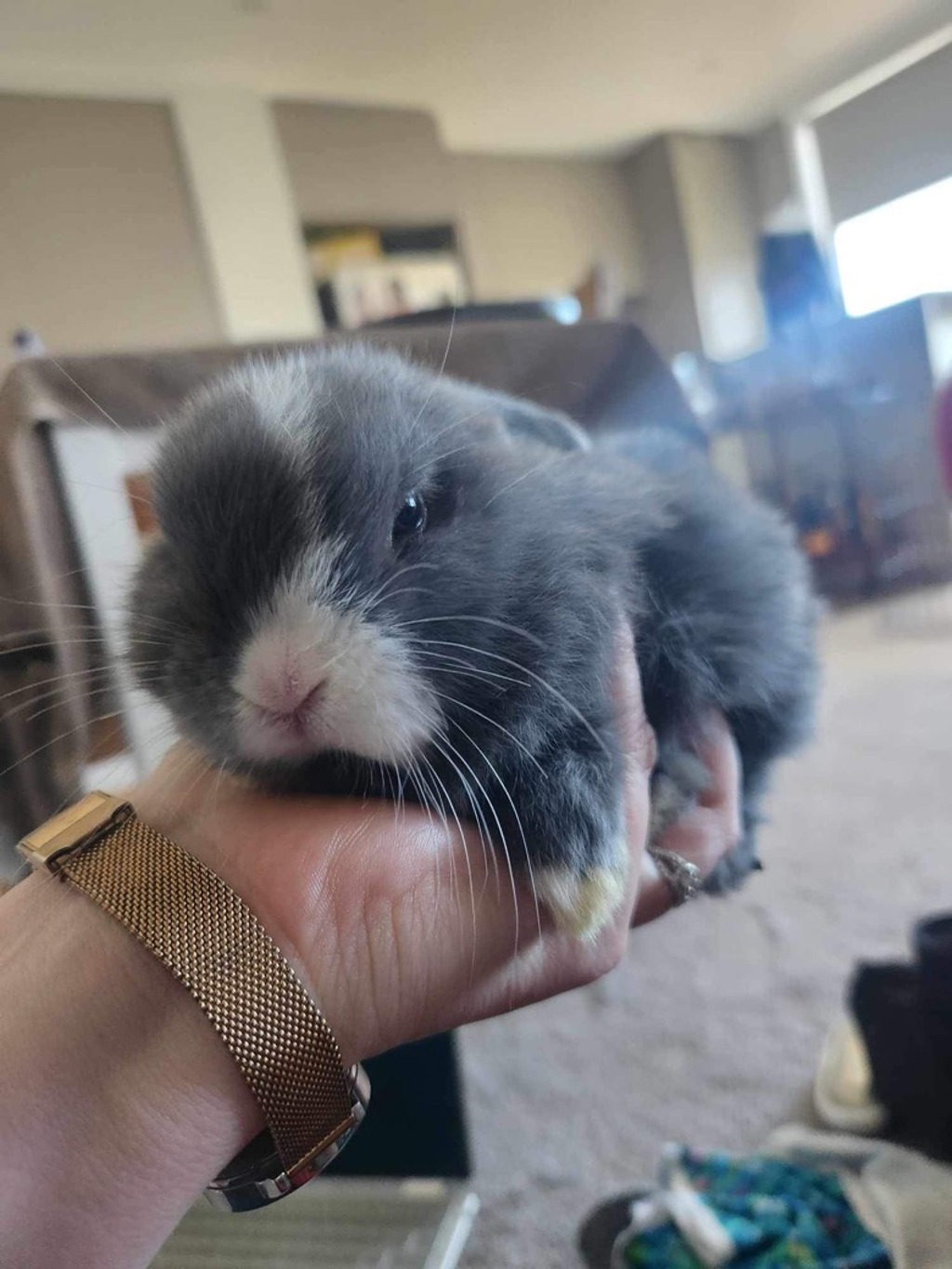 Fred - Male Lop Eared Mix Rabbit in ACT - PetRescue