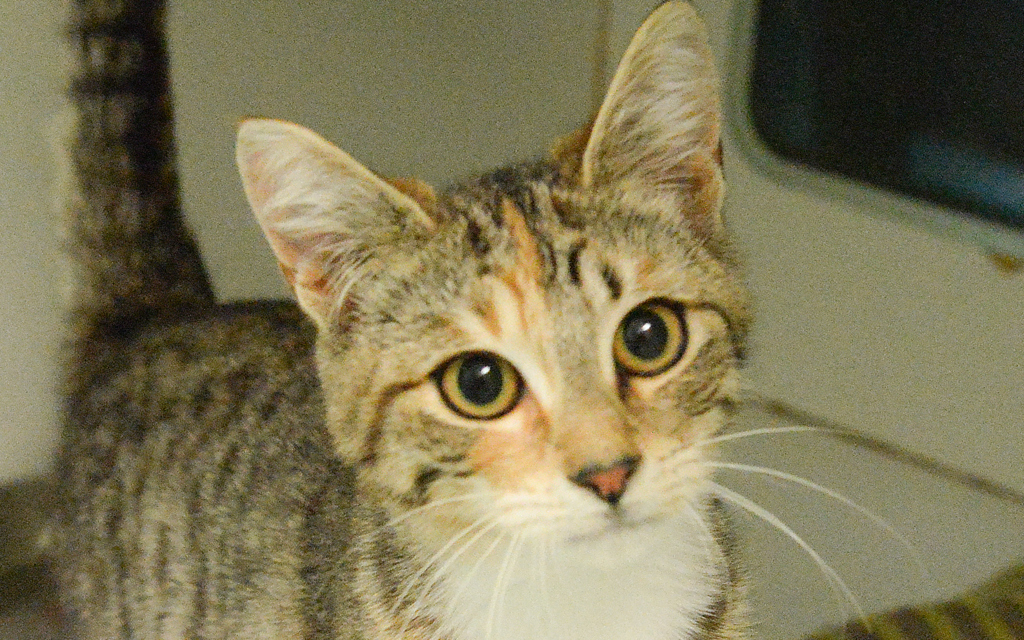 Malibu - Female Domestic Short Hair Mix Cat in VIC - PetRescue