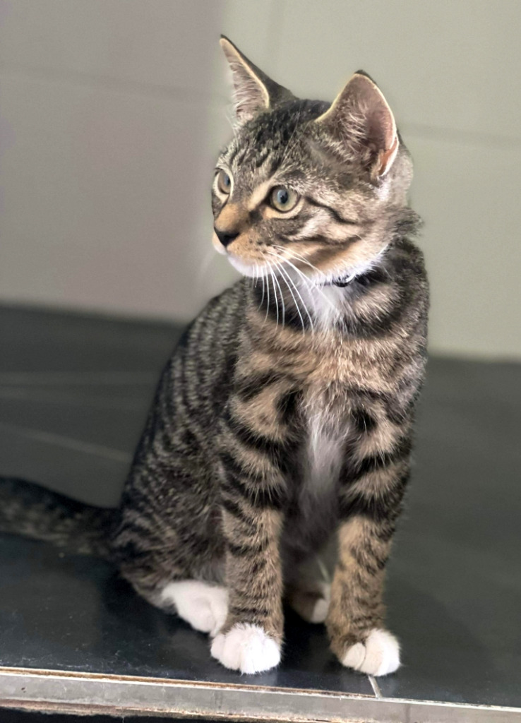 Zonk - Male Domestic Short Hair Cat in QLD - PetRescue