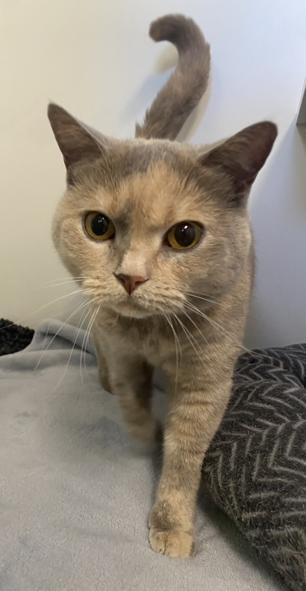 Astin - Female British Shorthair Cat in VIC - PetRescue