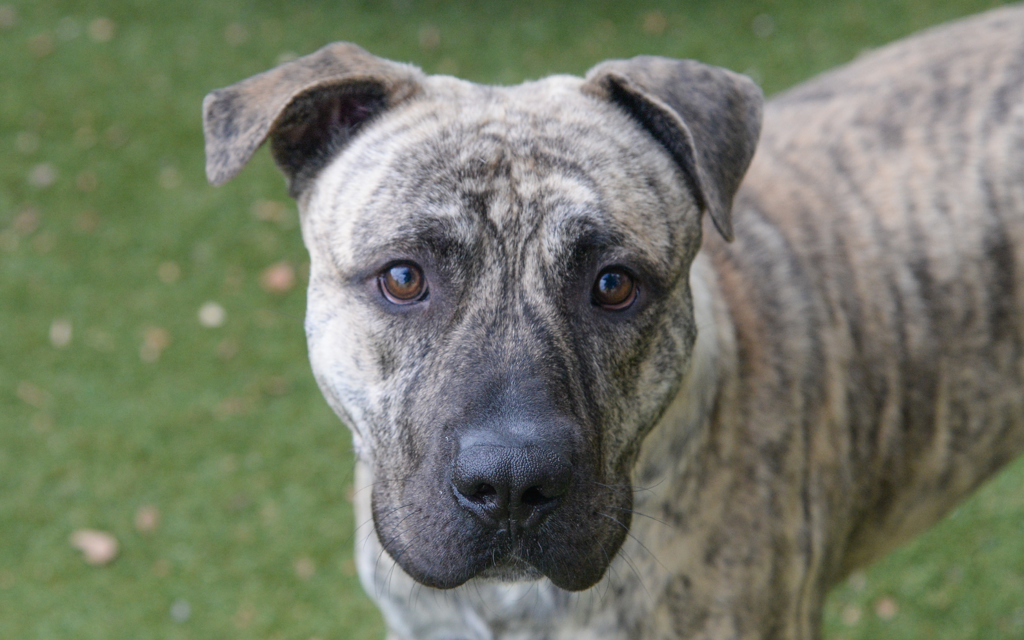 Dunkin' Donuts - Large Male Mastiff x Staffy Mix Dog in VIC - PetRescue