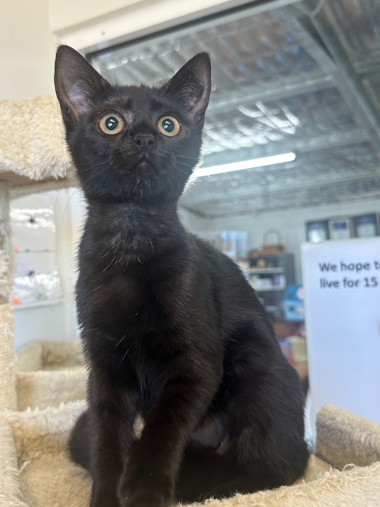 Primrose - Female Domestic Short Hair Cat in TAS - PetRescue