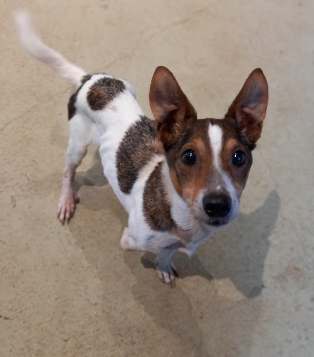 Stumpy - Small Male Jack Russell Terrier Dog in VIC - PetRescue