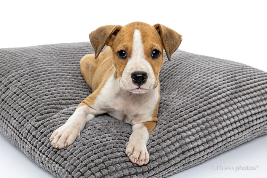 Waze - Medium Male Mixed Breed Dog in NSW - PetRescue