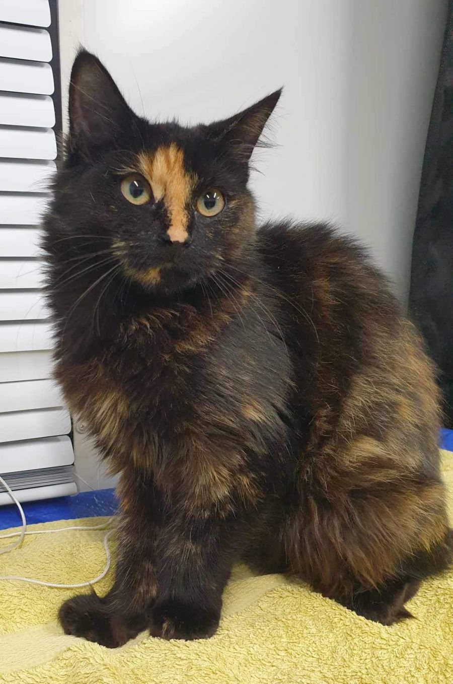 Brindle - Female Domestic Medium Hair Cat in VIC - PetRescue