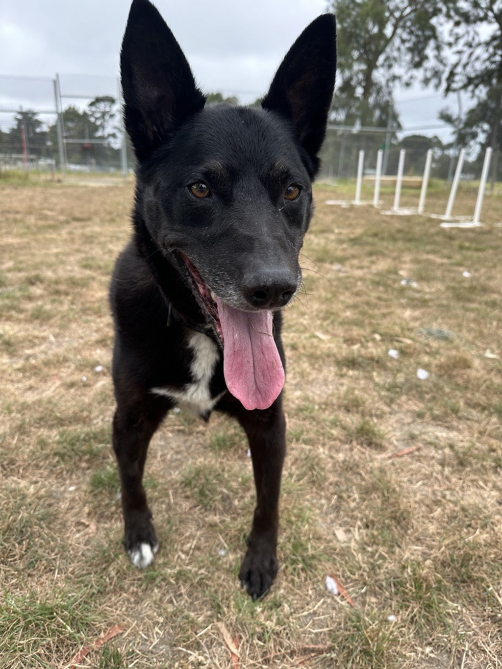 Wolfie - Large Male Kelpie Dog in VIC - PetRescue