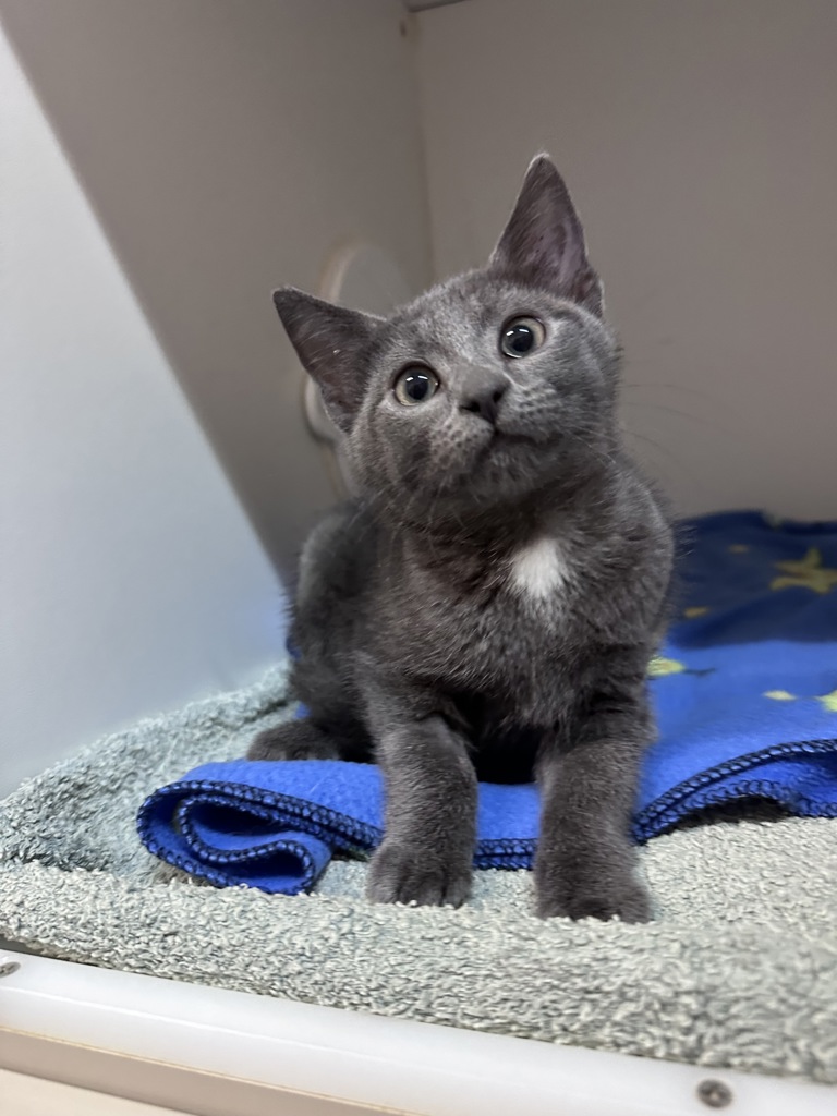 Miele - Female Dsh Mix Cat in WA - PetRescue