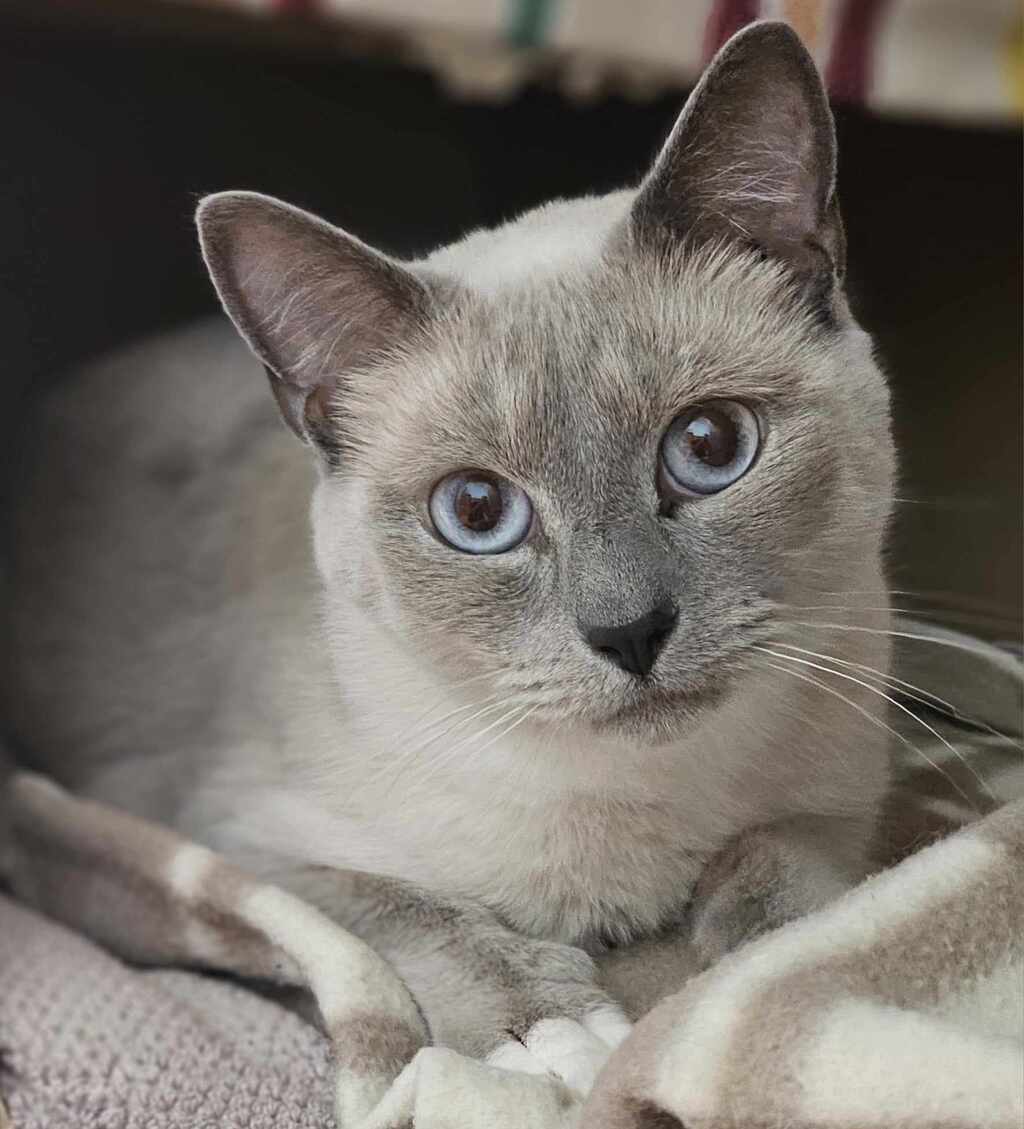 Faith - Female Layanese Mix Cat in QLD - PetRescue