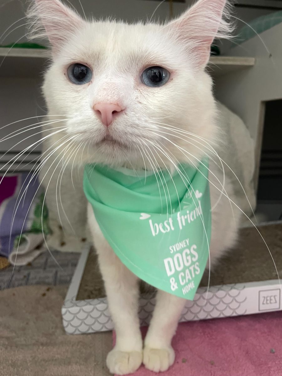 Sydney Dogs and Cats Home - PetRescue