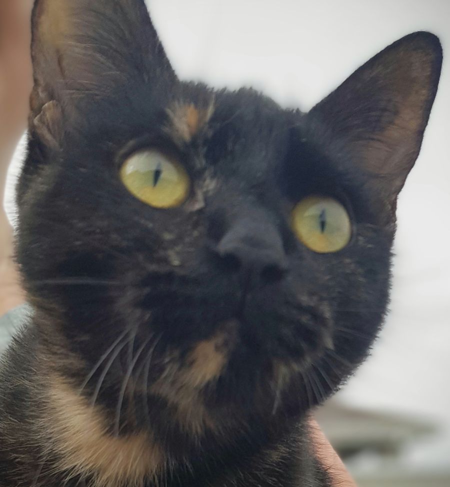 Tortie - Female Domestic Short Hair Cat in NSW - PetRescue