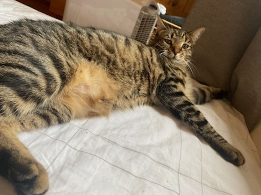 Herbert - Male Domestic Short Hair Cat in VIC - PetRescue