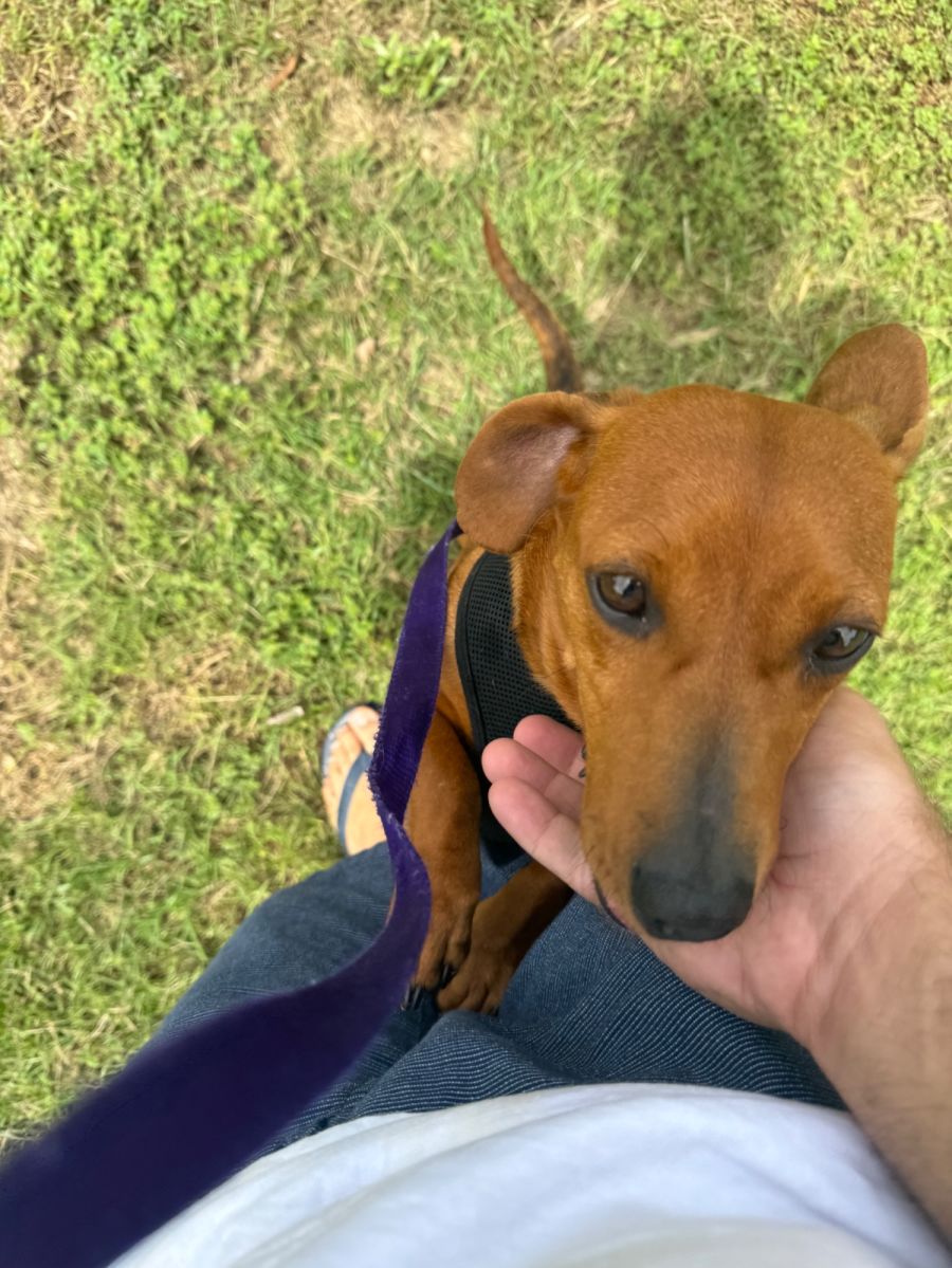 Helga - Small Female Dachshund Dog in QLD - PetRescue
