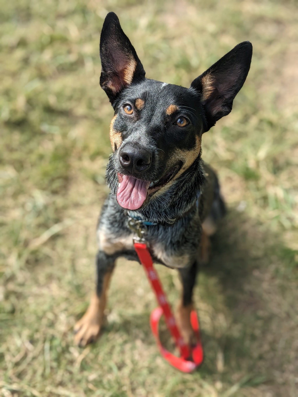 Margaret - Medium Female Australian Cattle Dog Mix Dog in QLD - PetRescue
