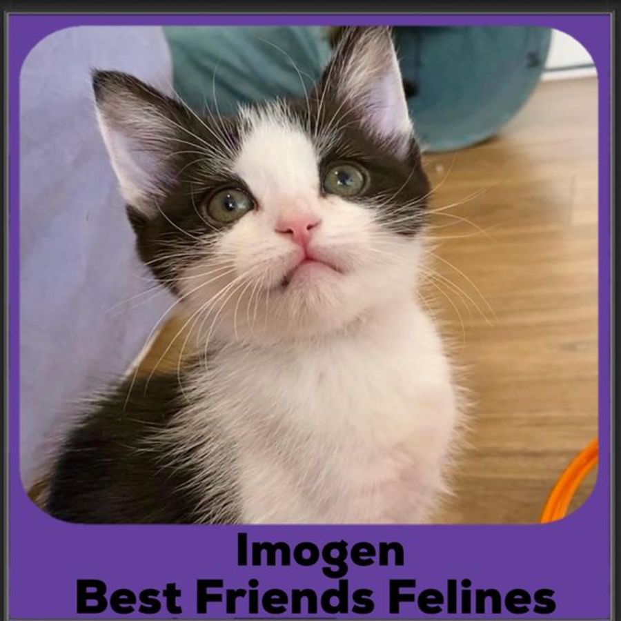 Imogen - Female Domestic Short Hair Cat in QLD - PetRescue