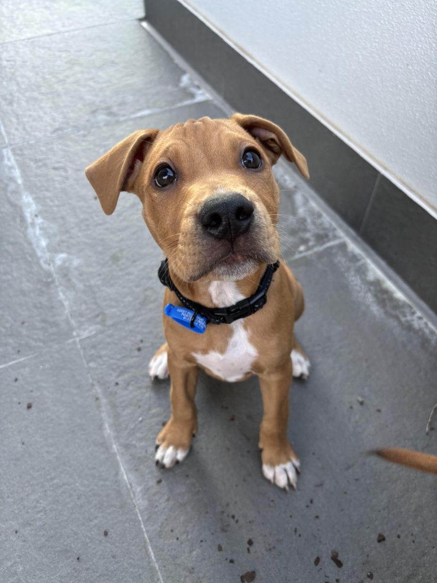 Pedro - Medium Male Staffy Mix Dog in QLD - PetRescue