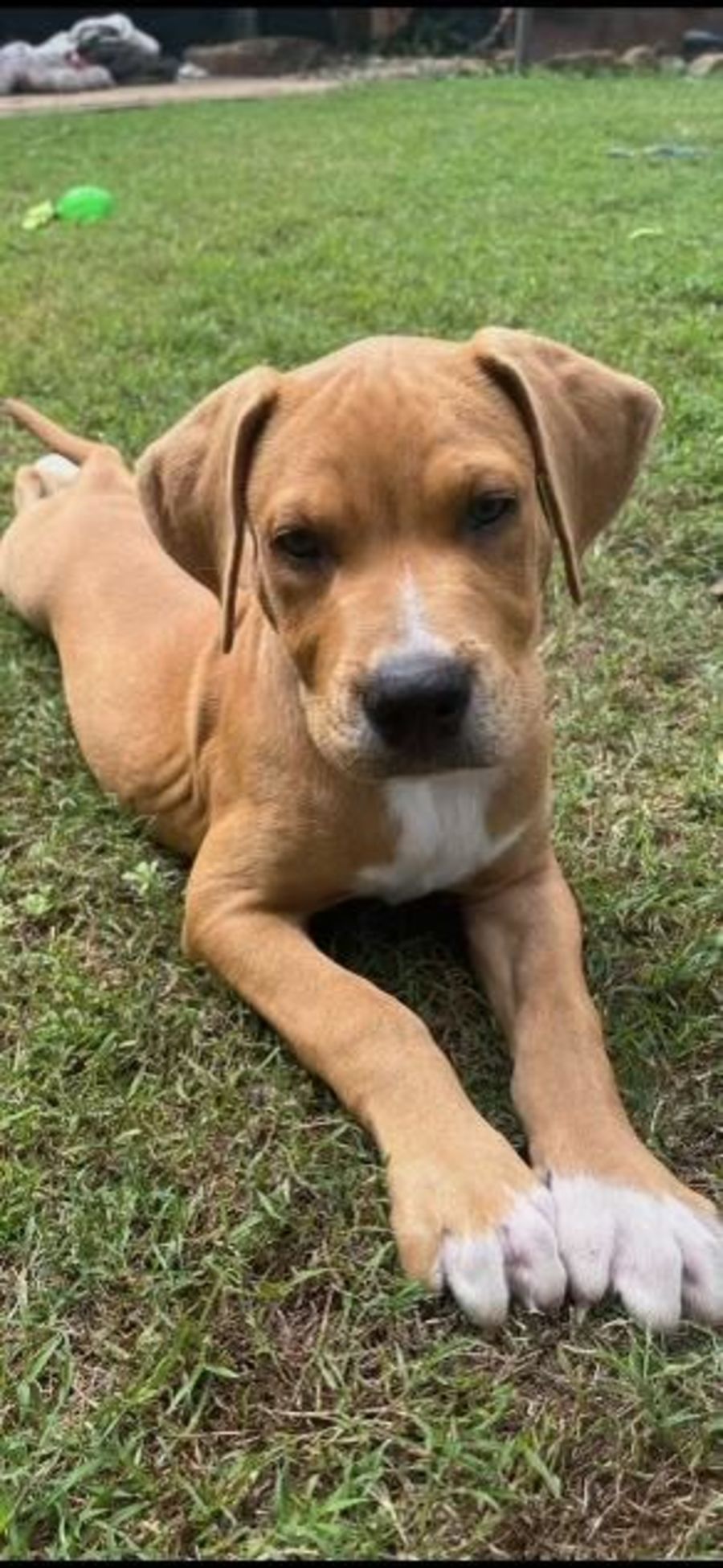 Pepe - Medium Male Staffy Mix Dog in QLD - PetRescue