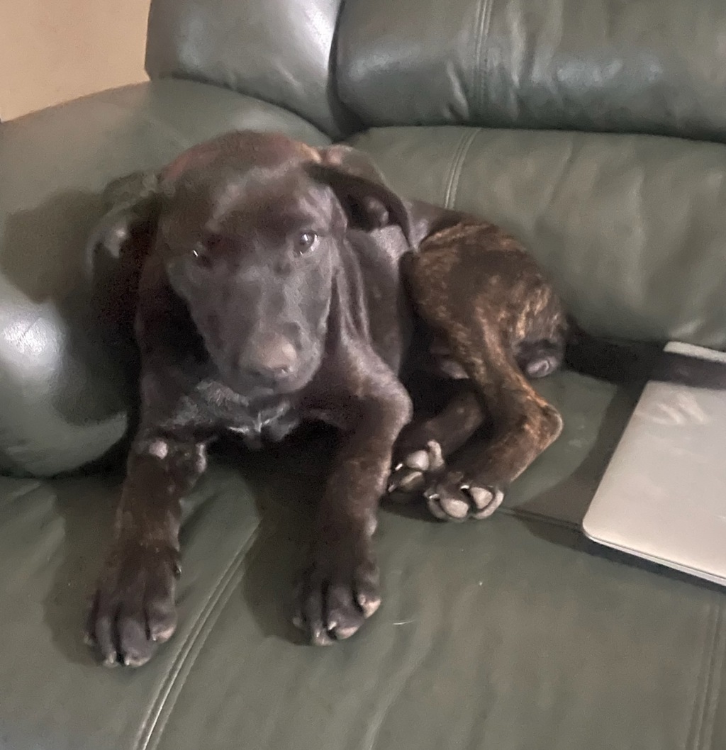 Tash - Medium Female Kelpie x Staffordshire Terrier Mix Dog in NSW ...