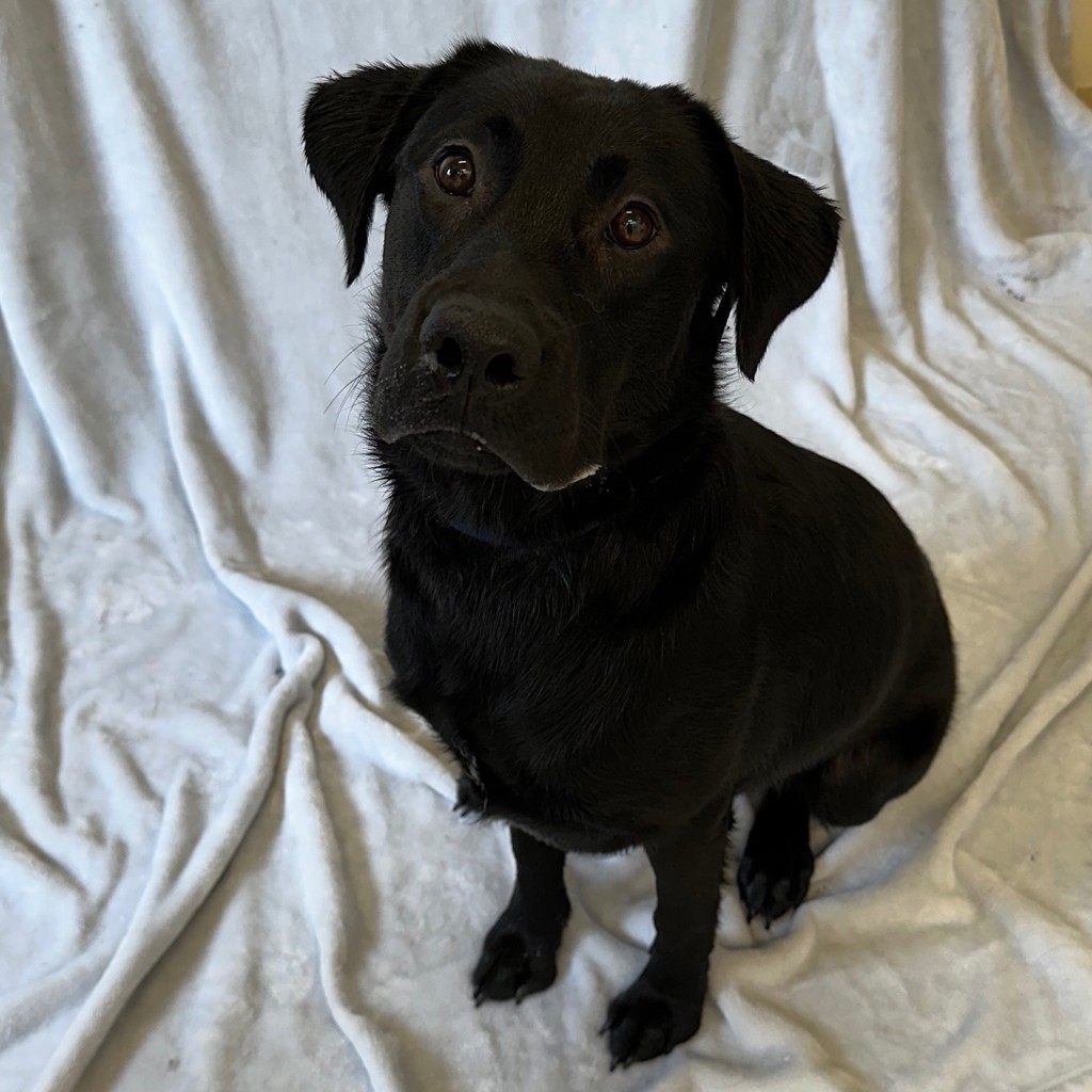 Pippa - Large Female Labrador Mix Dog in VIC - PetRescue