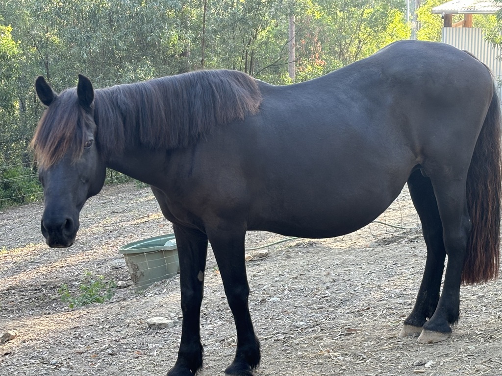 Beauty - Female Percheron Mix Horse in QLD - PetRescue