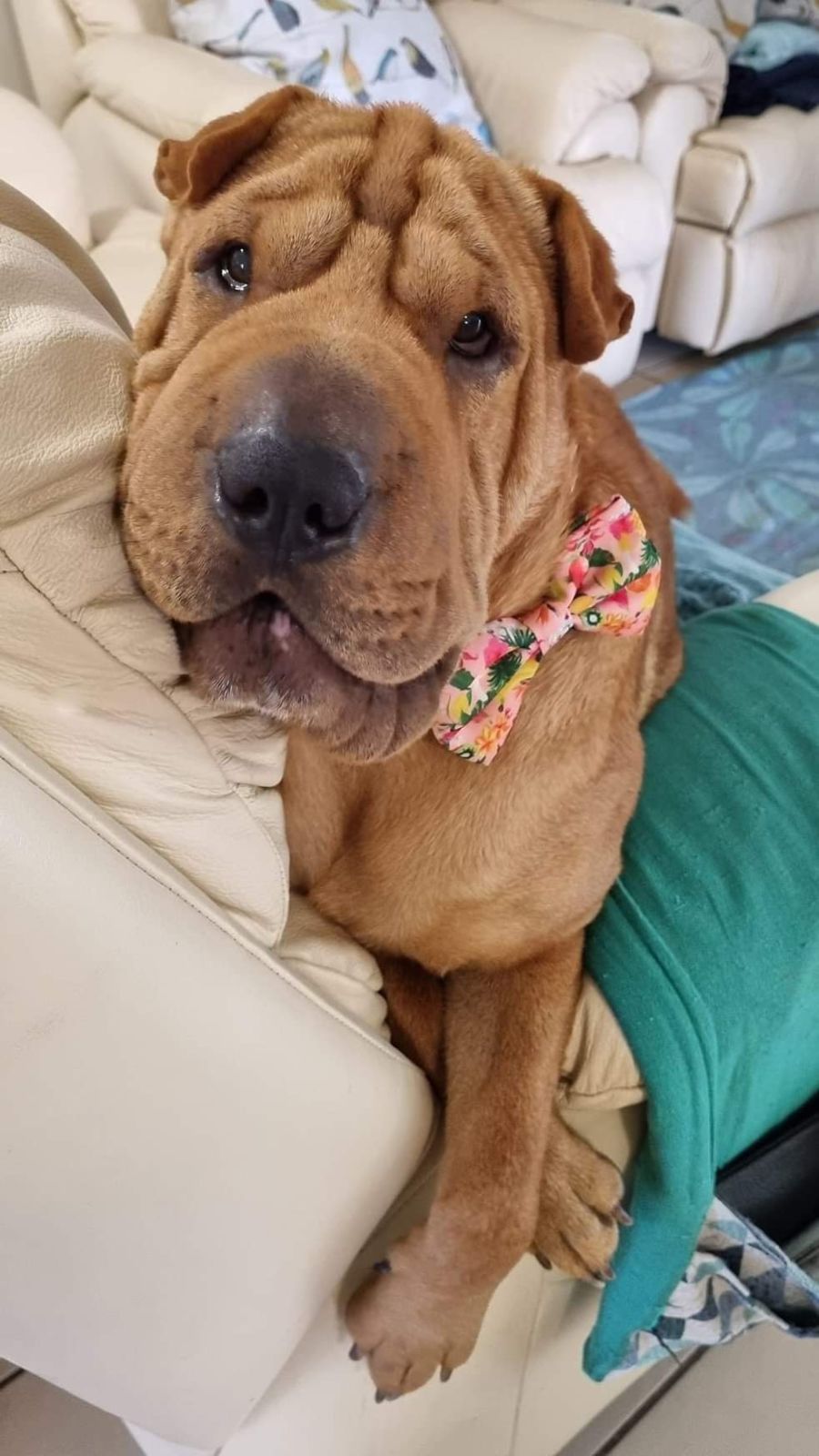 Albert - Medium Male Shar-Pei Dog in QLD - PetRescue