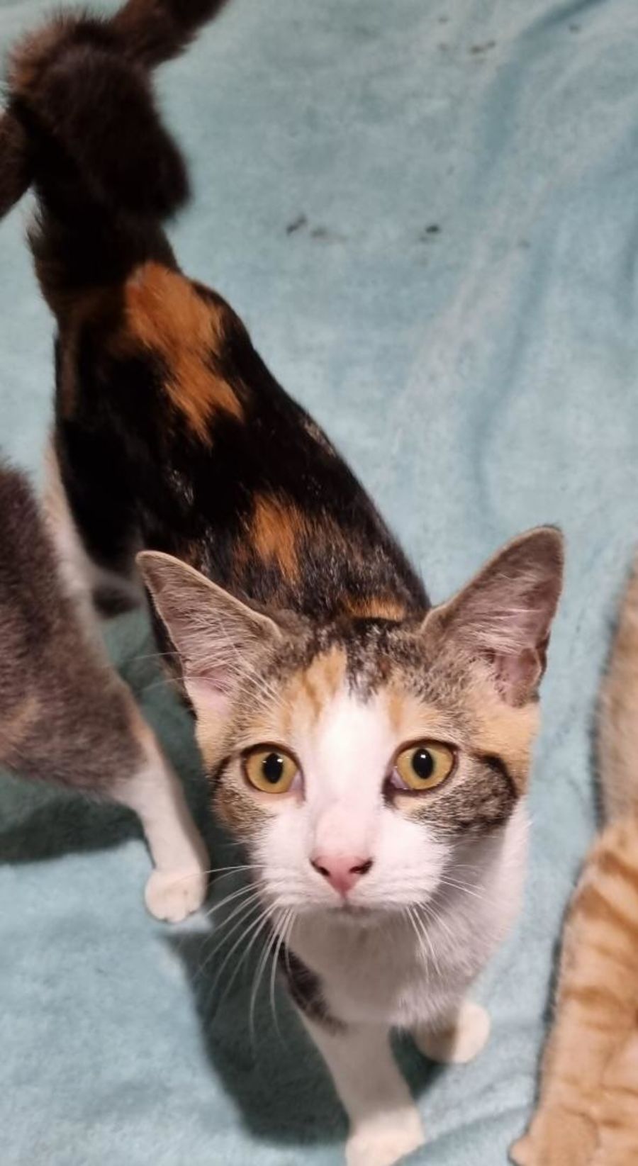 Precious - Female Domestic Short Hair Cat in NSW - PetRescue