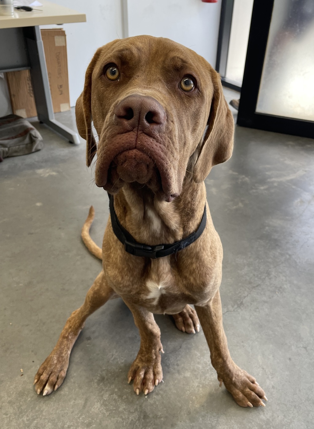 Rover - Large Male Dogue De Bordeaux x Australian Bandog Mix Dog in QLD ...