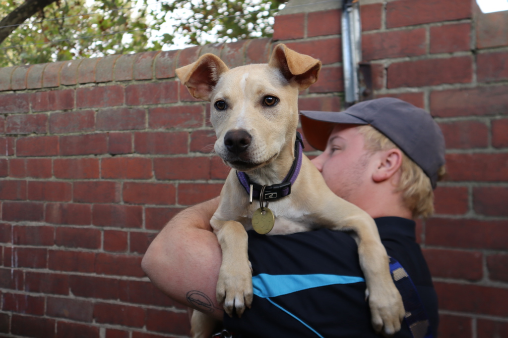 isabella - Large Female Rhodesian Ridgeback x Staffy Mix Dog in VIC ...