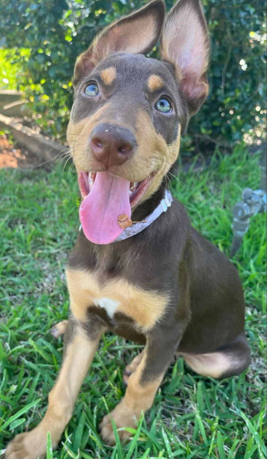 Maddi - Medium Female Kelpie Mix Dog in QLD - PetRescue