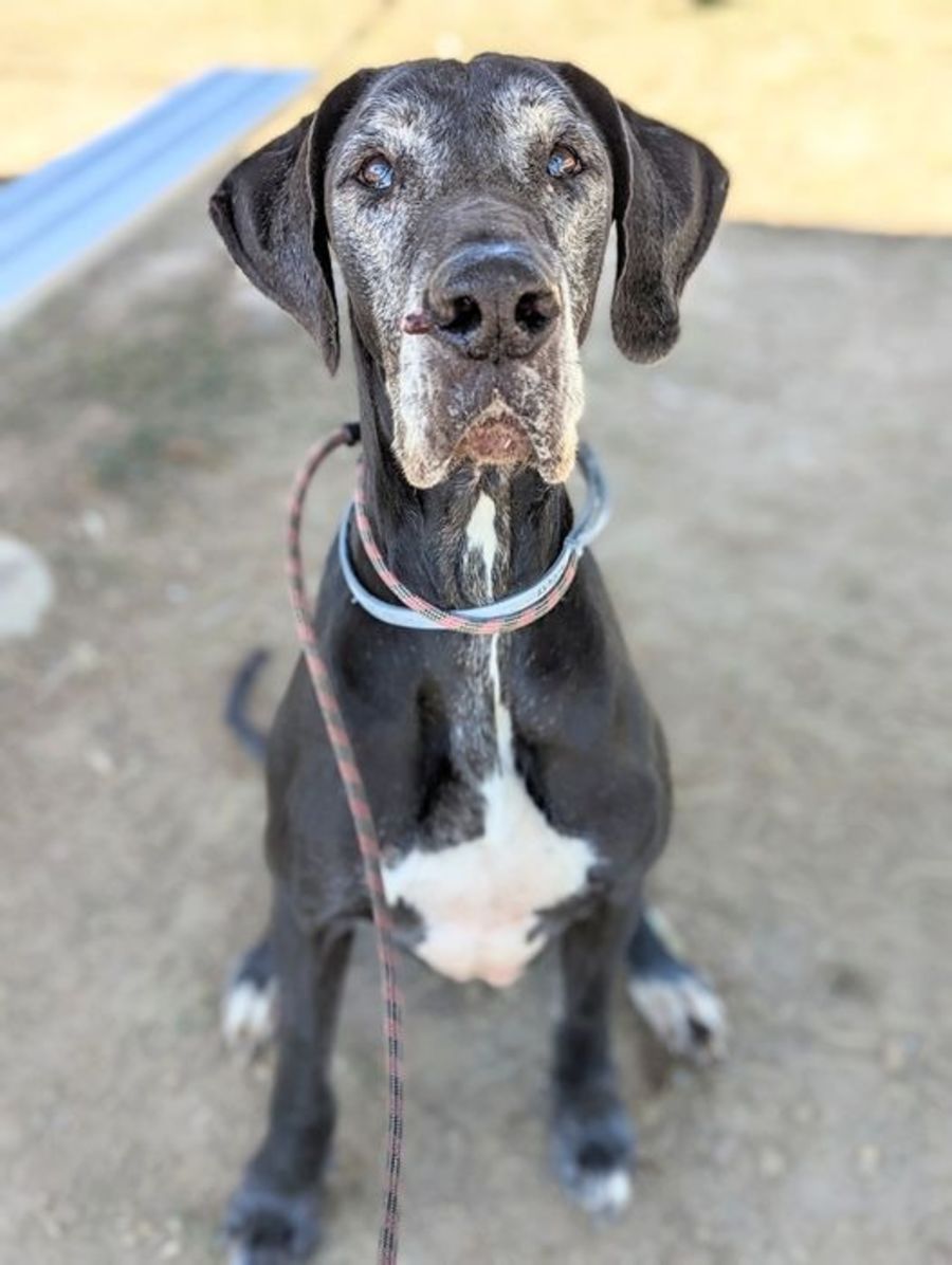 Nadia - Large Female Great Dane Mix Dog in QLD - PetRescue