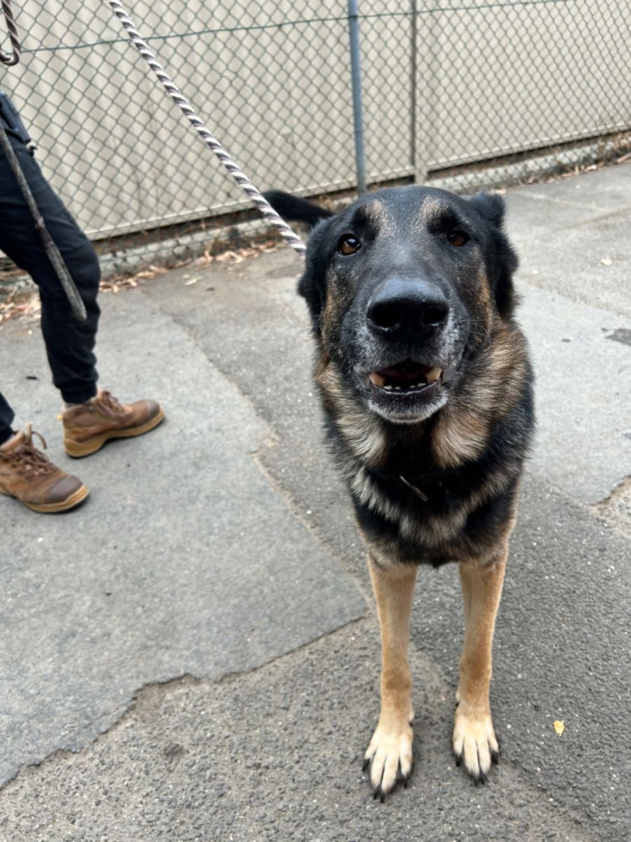 Bruce - Large Male German Shepherd Dog in VIC - PetRescue