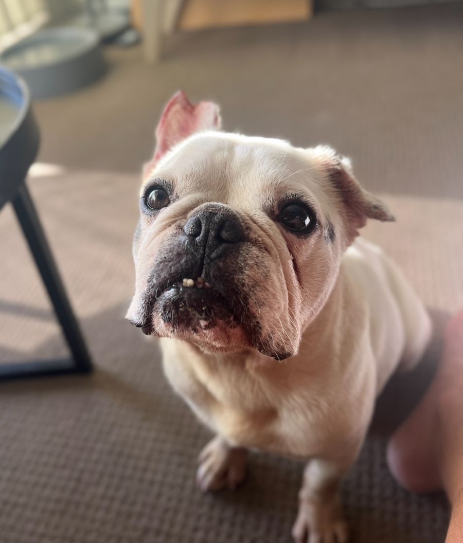 Meatball - Small Male French Bulldog Dog in NSW - PetRescue