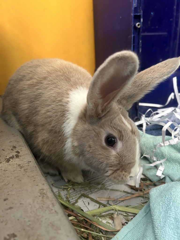 Fluffbuns - Female Bunny Rabbit Mix Rabbit in WA - PetRescue