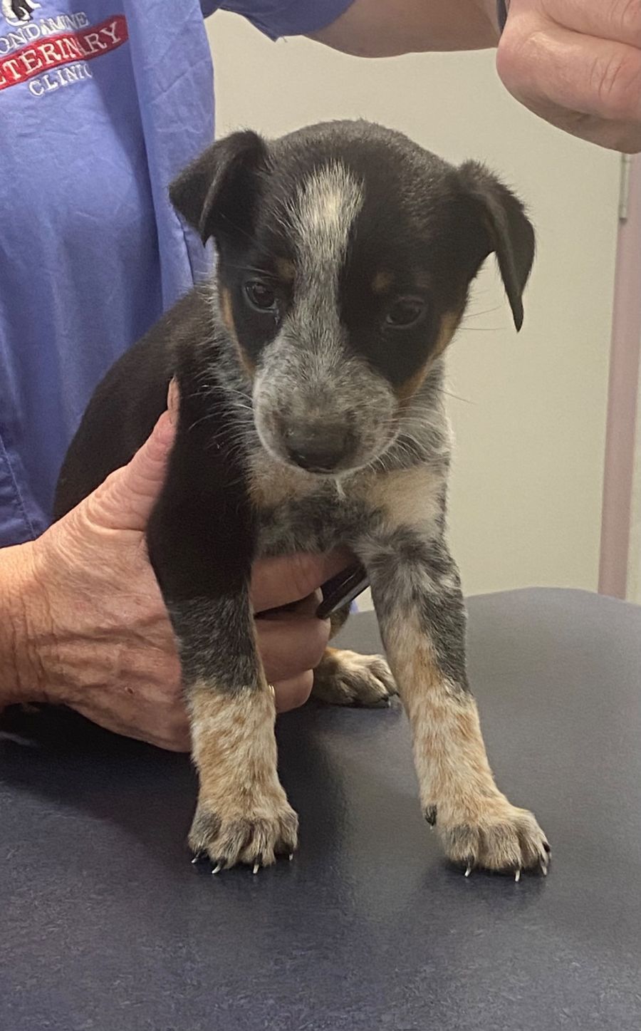 Patsy - Medium Female Australian Cattle Dog Dog in QLD - PetRescue