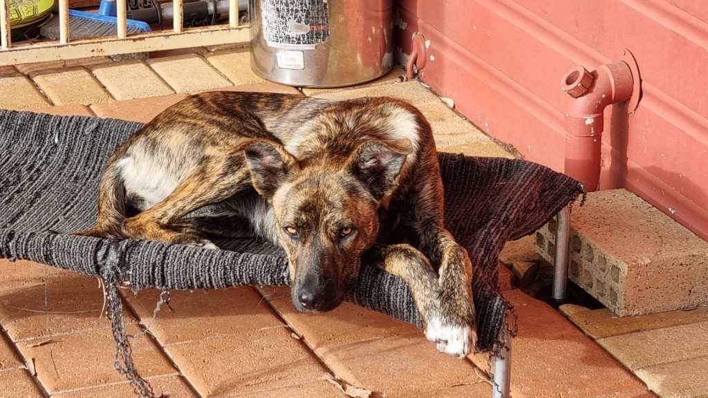 Balou - Medium Female Mixed Breed Mix Dog in WA - PetRescue