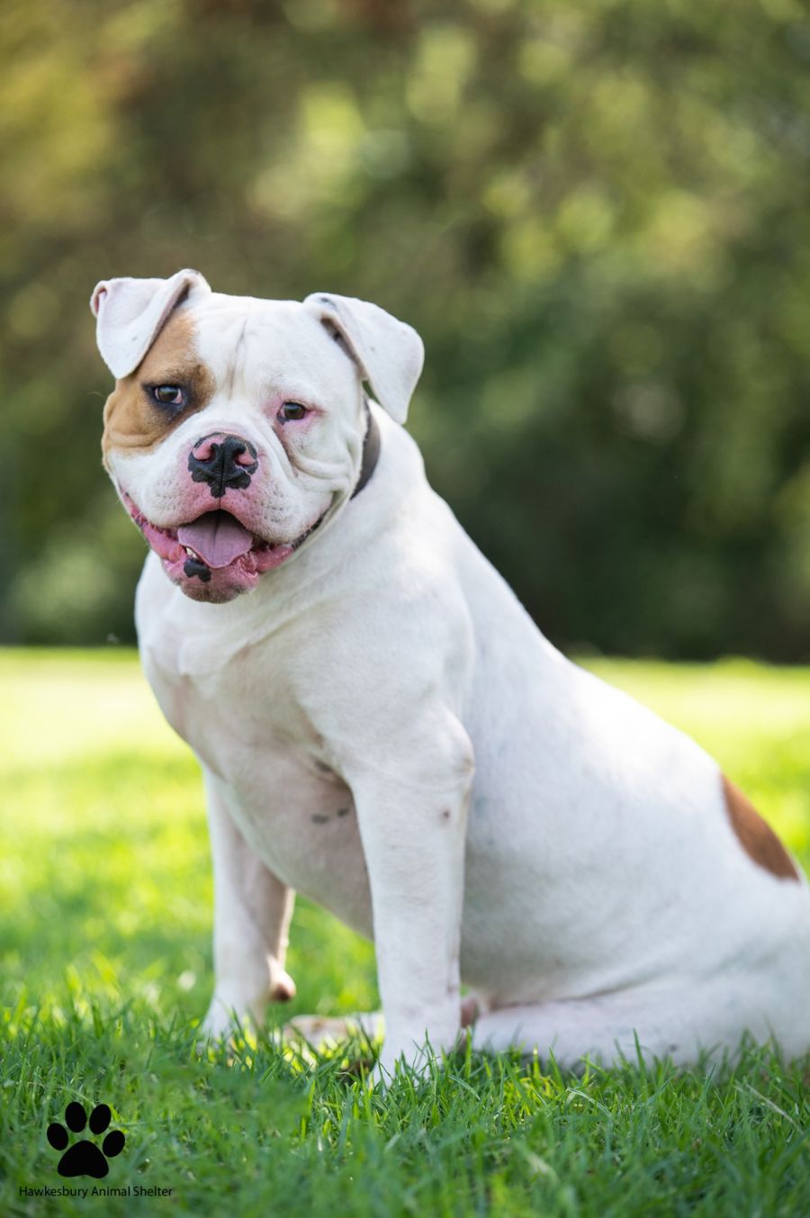 Brutus - Large Male American Bulldog Dog in NSW - PetRescue