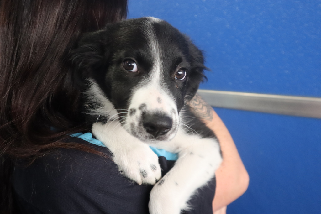 Walter - Small Male Border Collie Mix Dog in VIC - PetRescue
