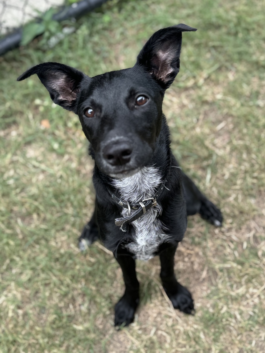 Wiley - Medium Female Border Collie x Kelpie Mix Dog in QLD - PetRescue