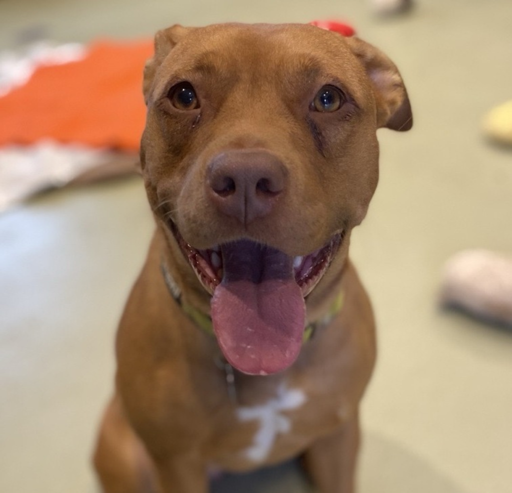 Angel - Medium Female American Staffordshire Terrier x English ...