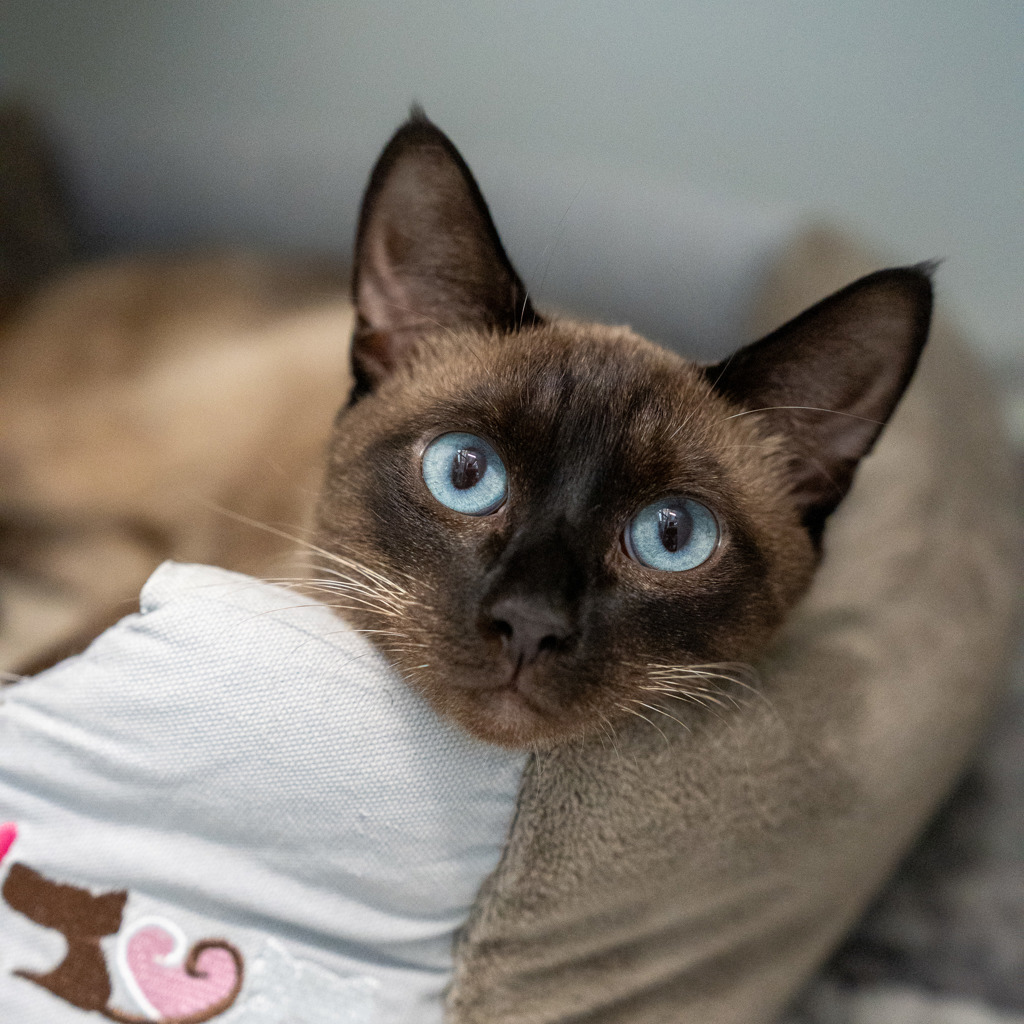 Stan - Male Siamese Cat in NSW - PetRescue