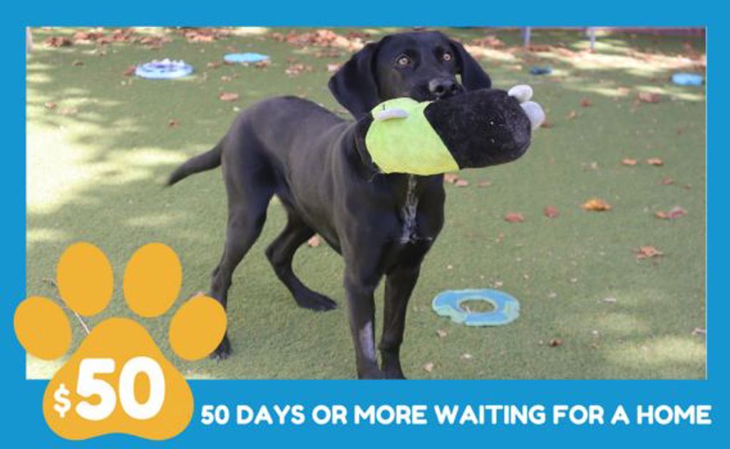 Beaker - Large Male German Shepherd x German Shorthaired Pointer Mix ...